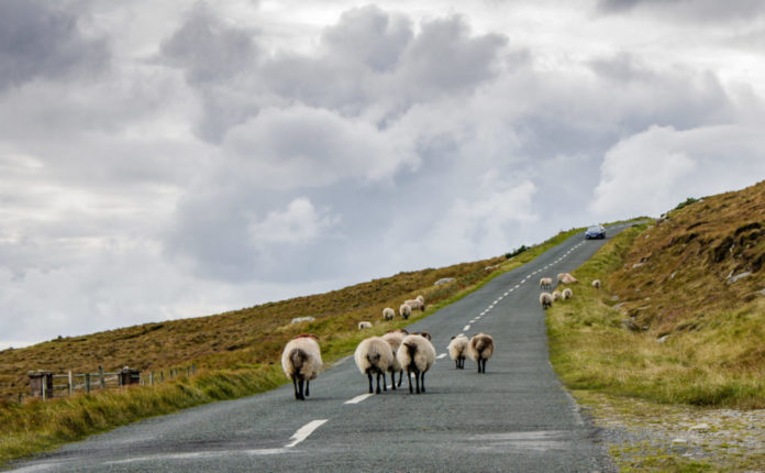An Irish Traffic Jam - Cows. And Sheep. Lots of them (Photos)