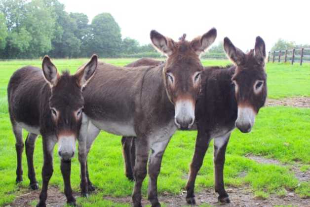Doneraile Park: Walks, The Tour + Afternoon Tea