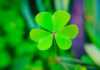 15 Celtic Symbols and Meanings (An Irishman's 2020 Guide)