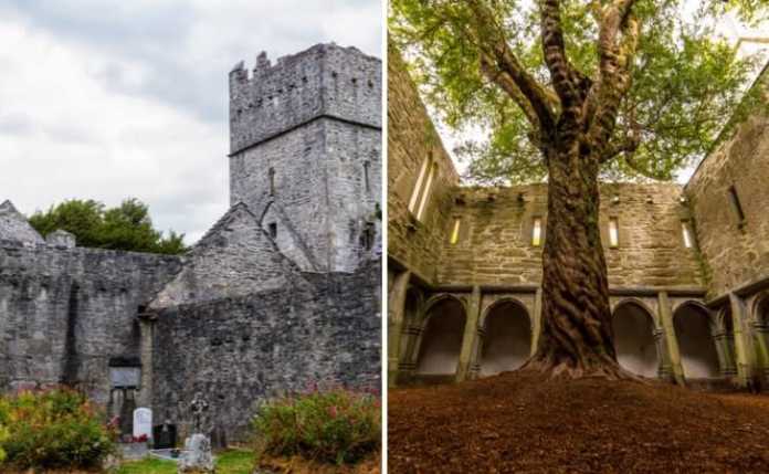 Muckross Abbey: 7 Things To See + History