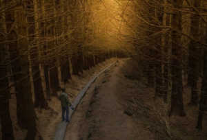 Ballinastoe Woods Walk: Parking + Map (2023)