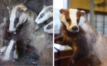 Natural History Museum Dublin: My 2026 Guide