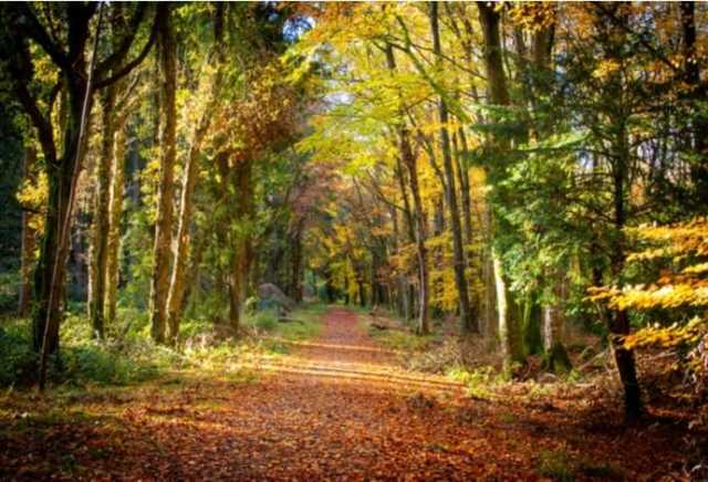 Slane Castle: Tour, Distillery, Walks + 2026 Guide