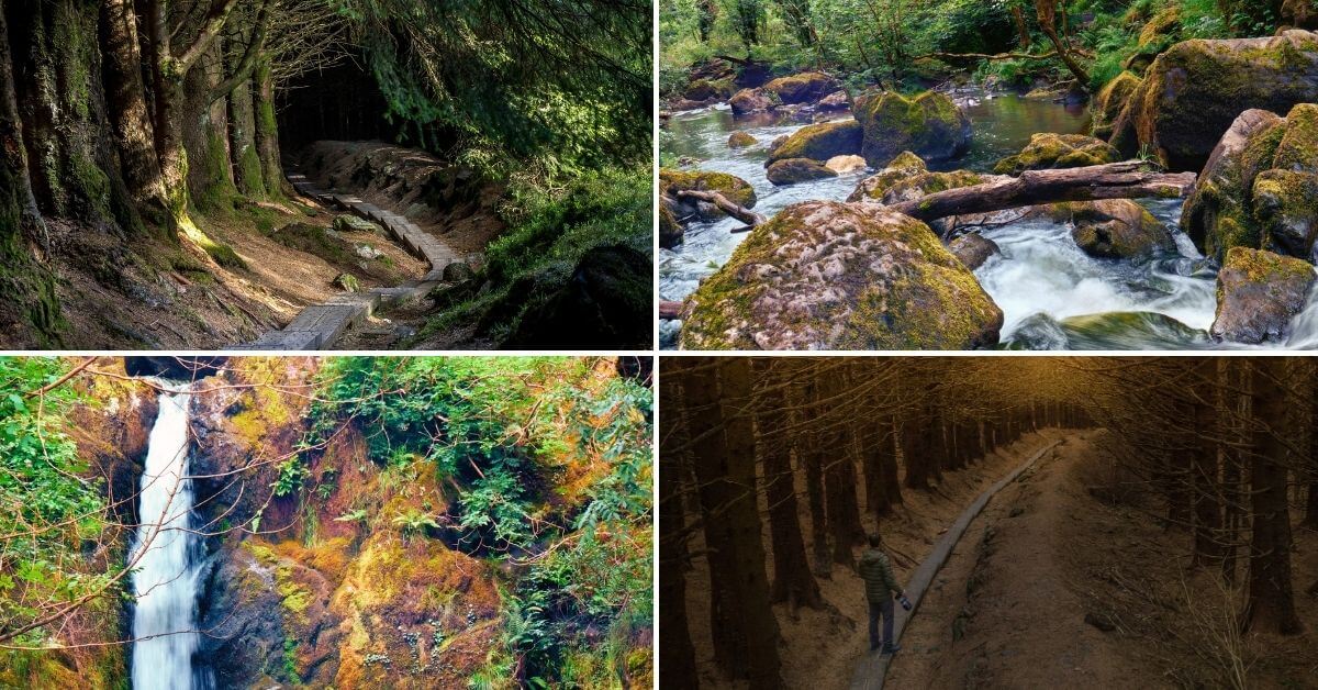 10 Best Forest Walks in Wicklow for 2025